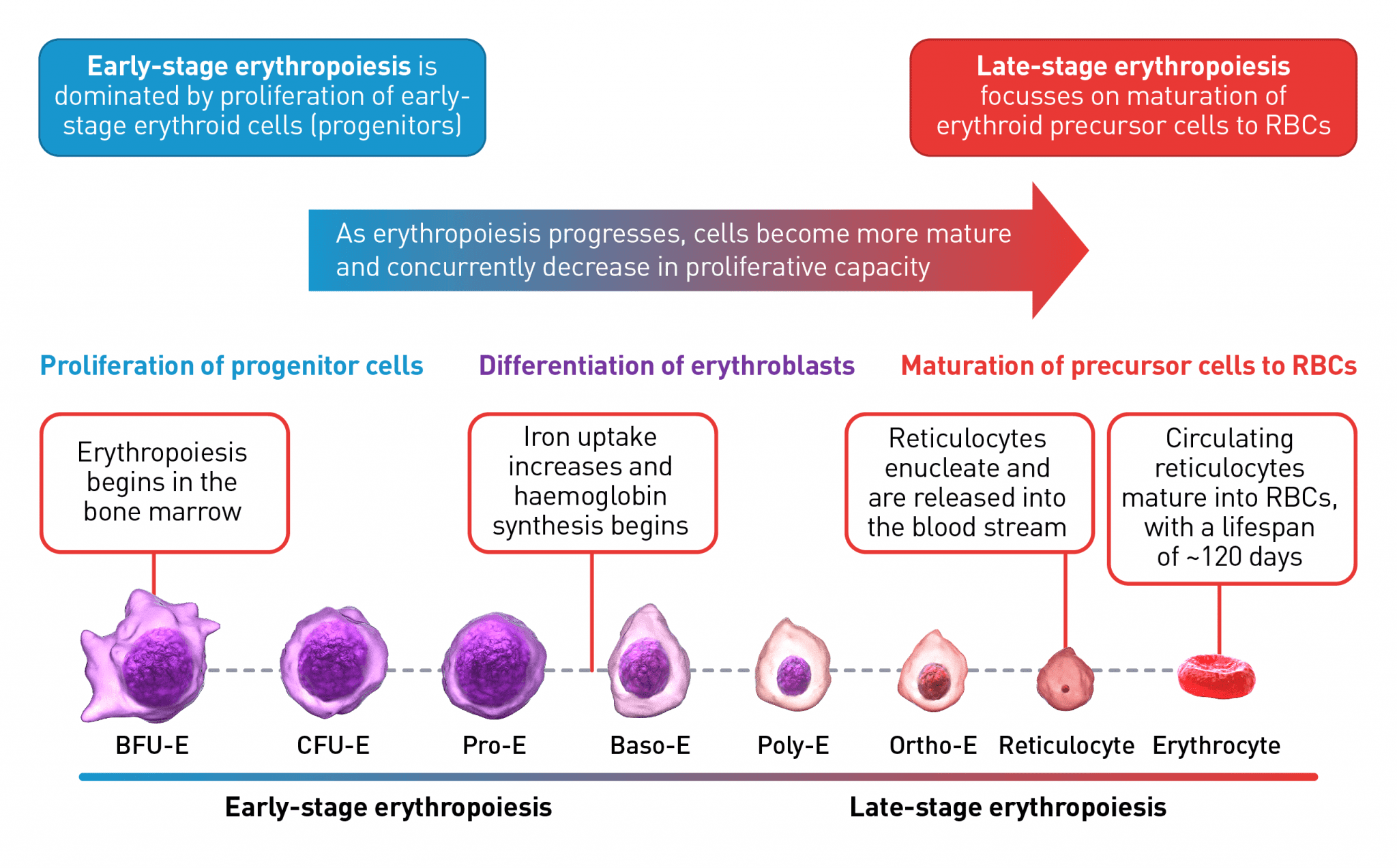 Ineffective-erythropoiesis Ineffective-erythropoiesis